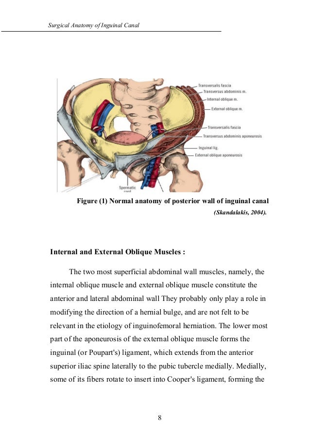 Surgical Anatomy Of Inguinal Canal