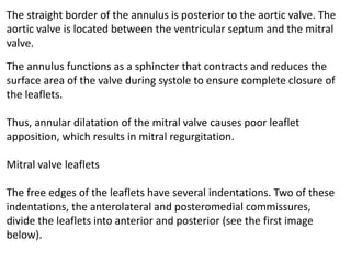 Anatomy of heart | PPTX