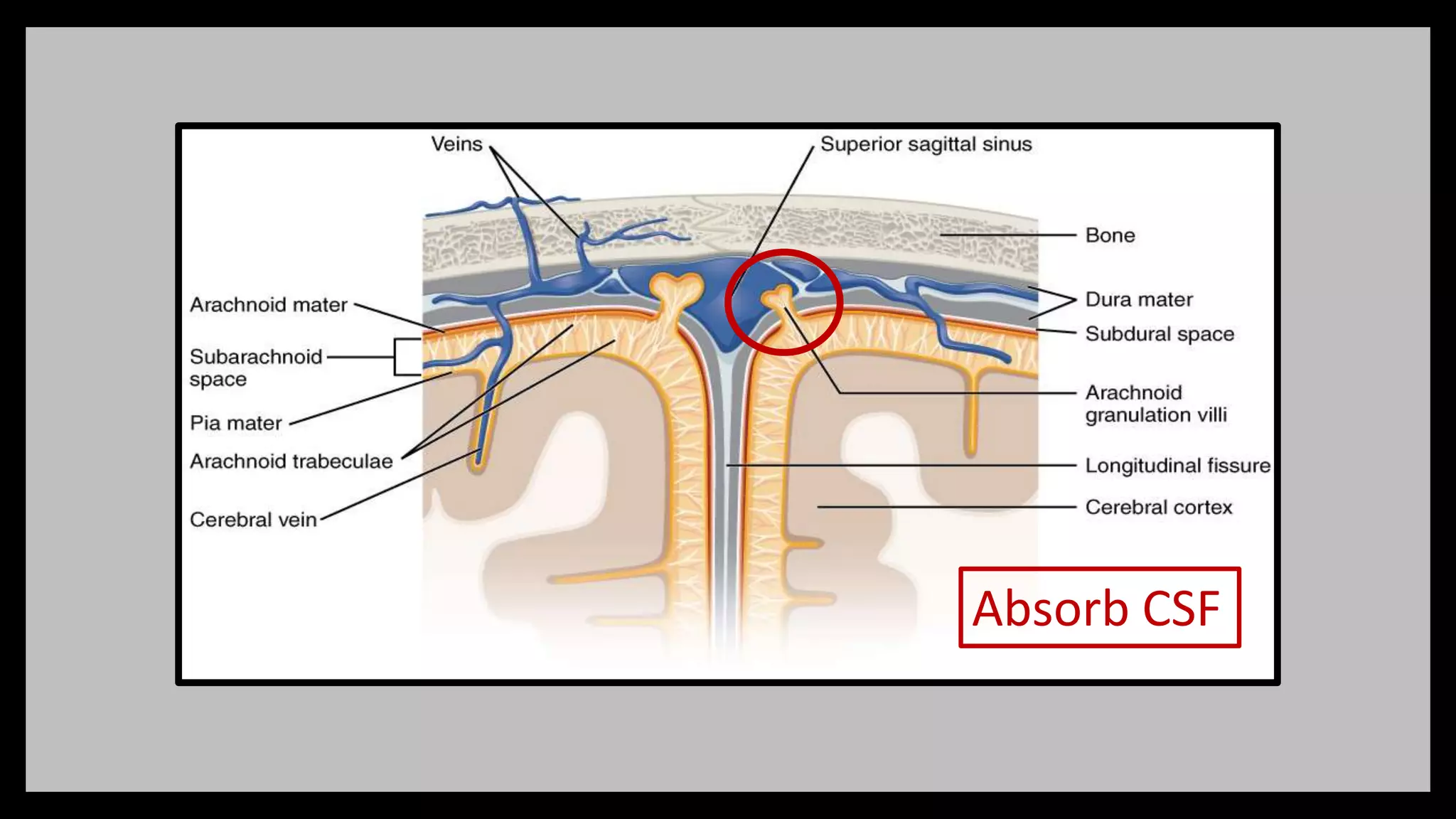 venous dural sinuses and cavenous venous sinus | PPT