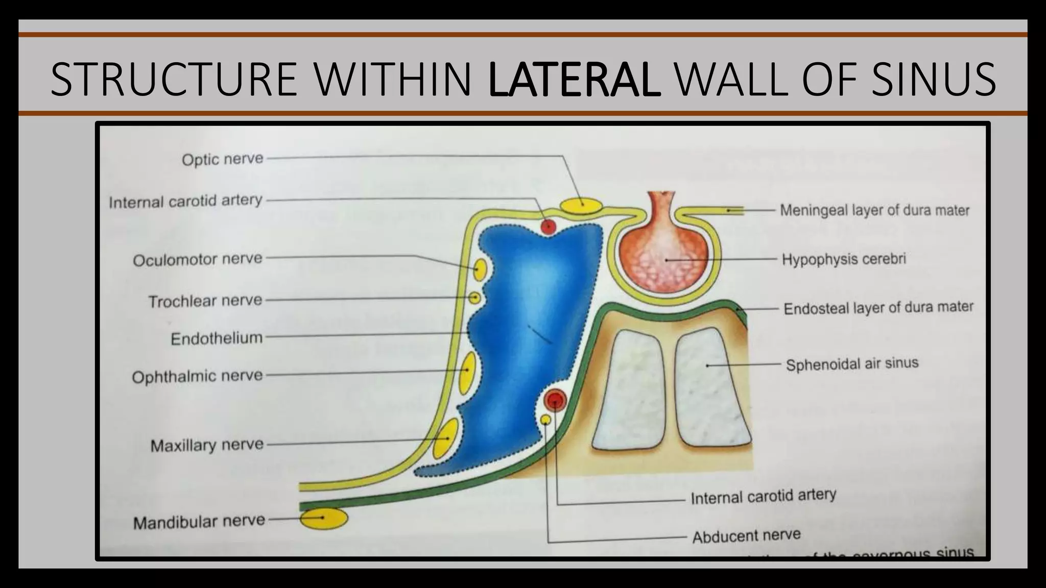 venous dural sinuses and cavenous venous sinus | PPT