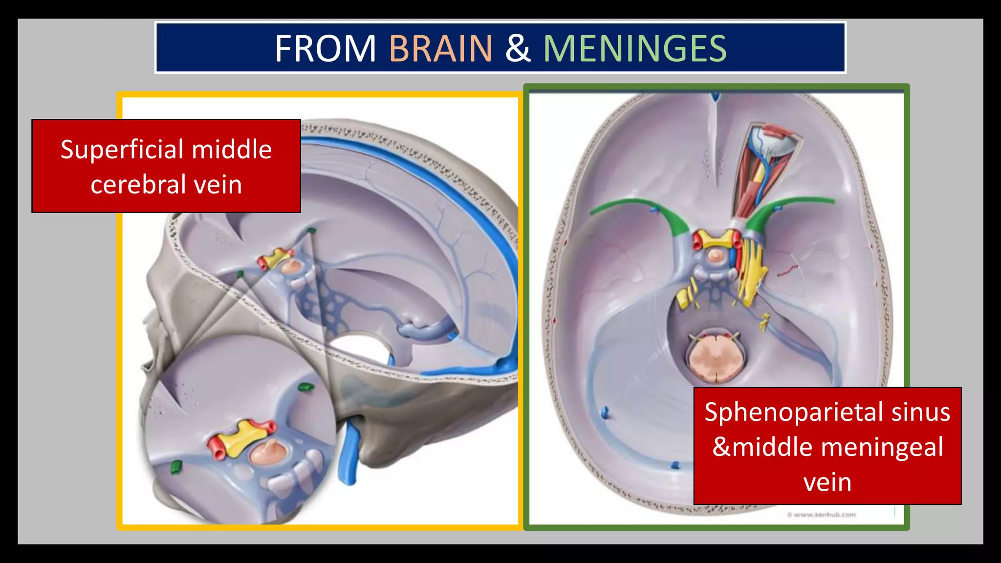venous dural sinuses and cavenous venous sinus | PPT