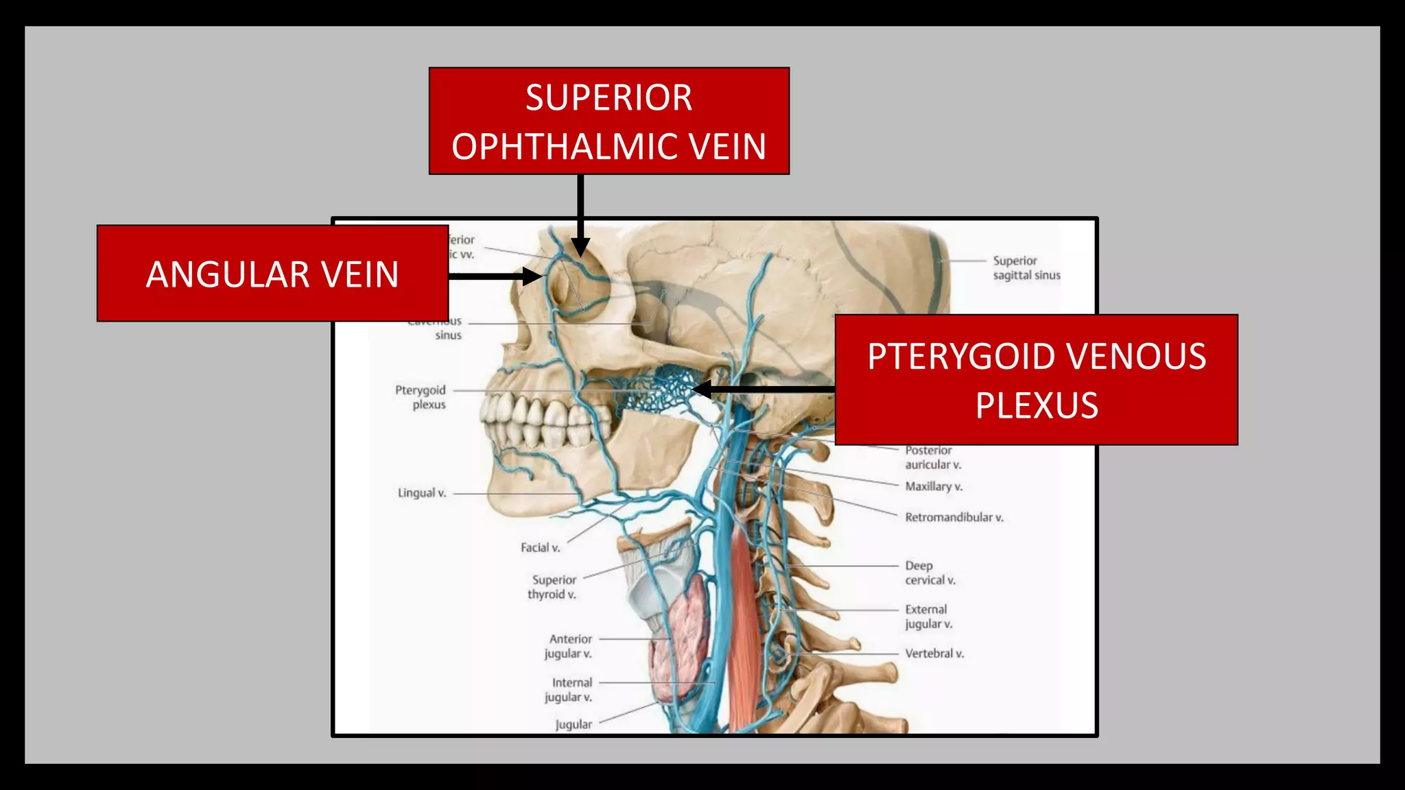 venous dural sinuses and cavenous venous sinus | PPT
