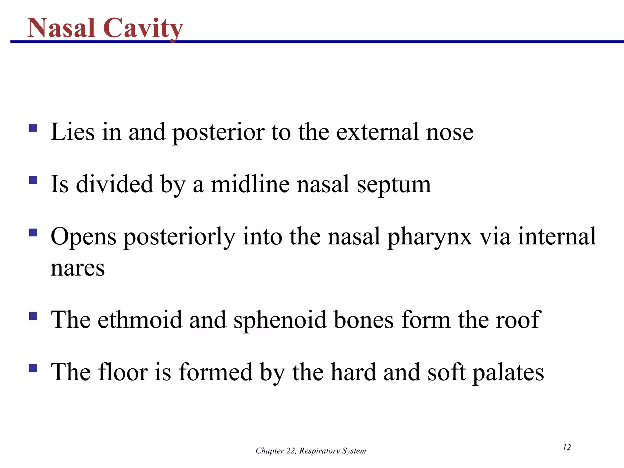 Anatomy of the respiratory system... | PPT