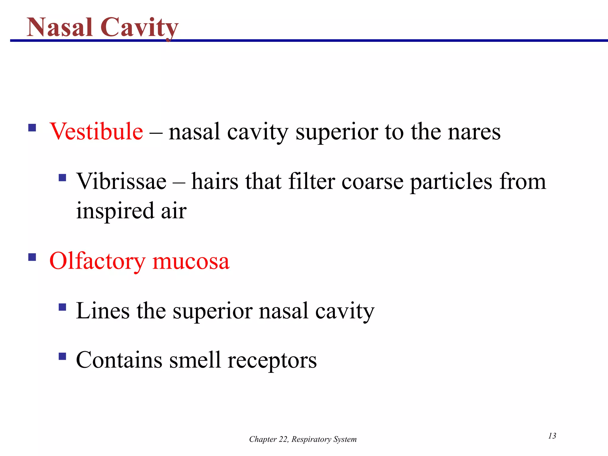 Anatomy of the respiratory system... | PPT