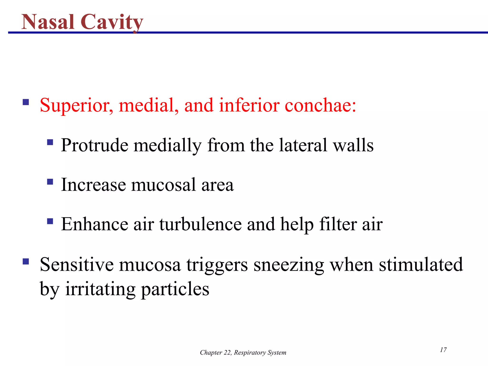 Anatomy of the respiratory system... | PPT