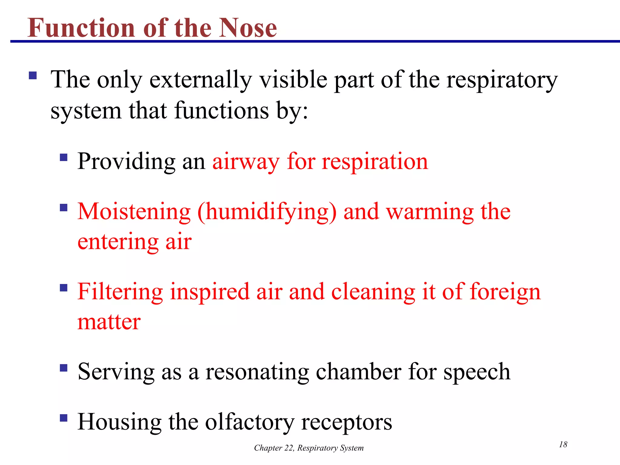 Anatomy of the respiratory system... | PPT