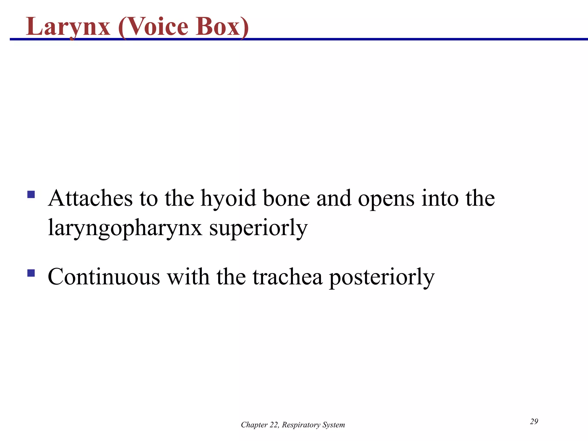 Anatomy of the respiratory system... | PPT