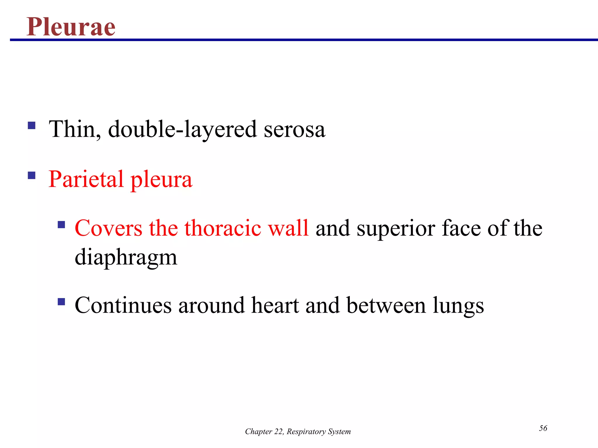 Anatomy of the respiratory system... | PPT