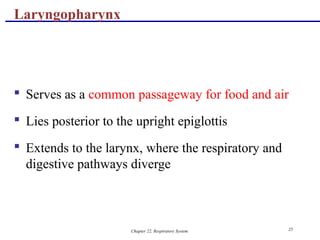 Anatomy of the respiratory system... | PPT