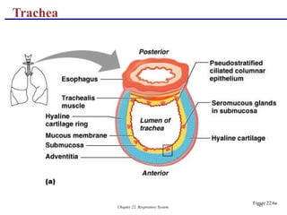 Anatomy of the respiratory system... | PPT