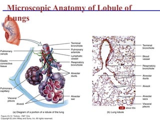 Anatomy of the respiratory system... | PPT
