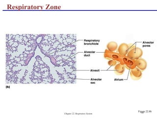 Anatomy of the respiratory system... | PPT