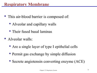 Anatomy of the respiratory system... | PPT