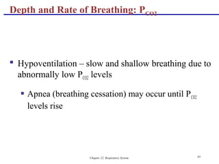 Anatomy of the respiratory system... | PPT