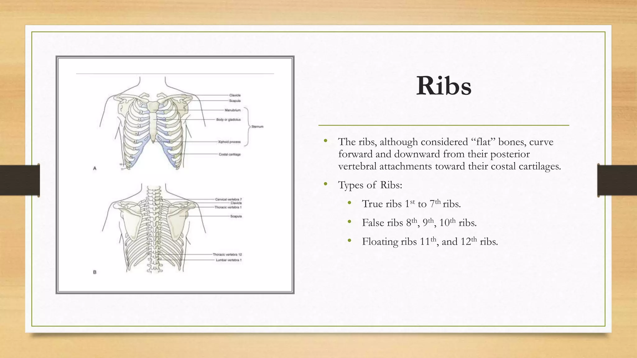Anatomy of Thorax | PPTX
