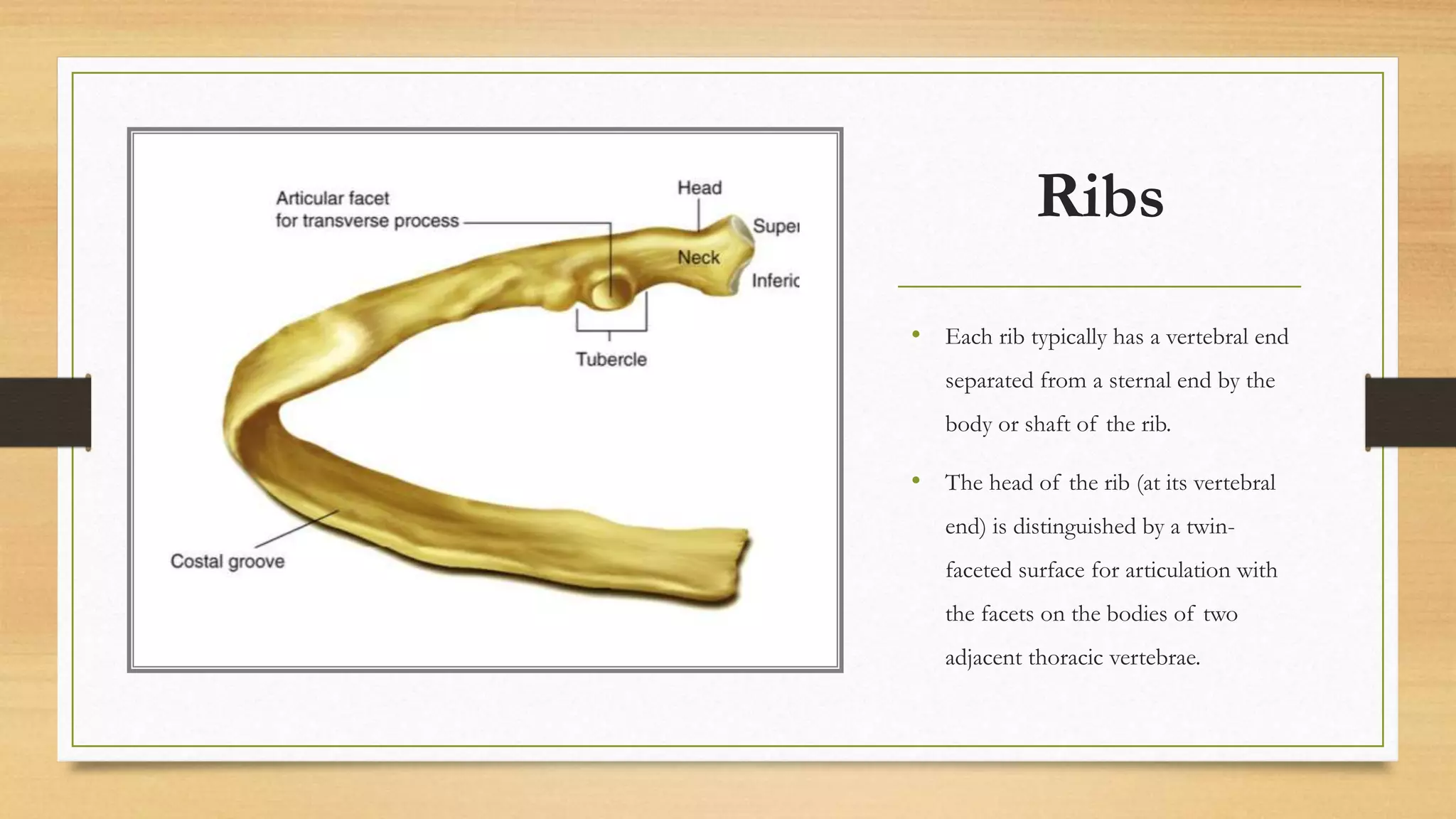 Anatomy of Thorax | PPTX
