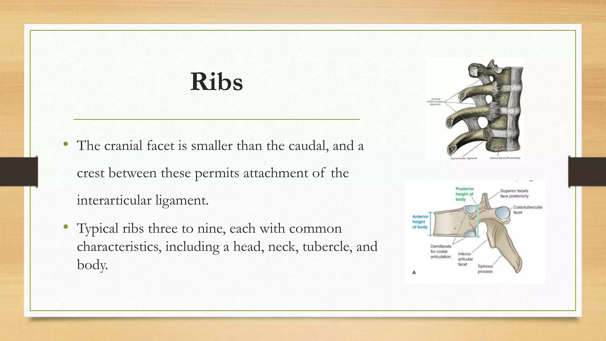 Anatomy of Thorax | PPTX