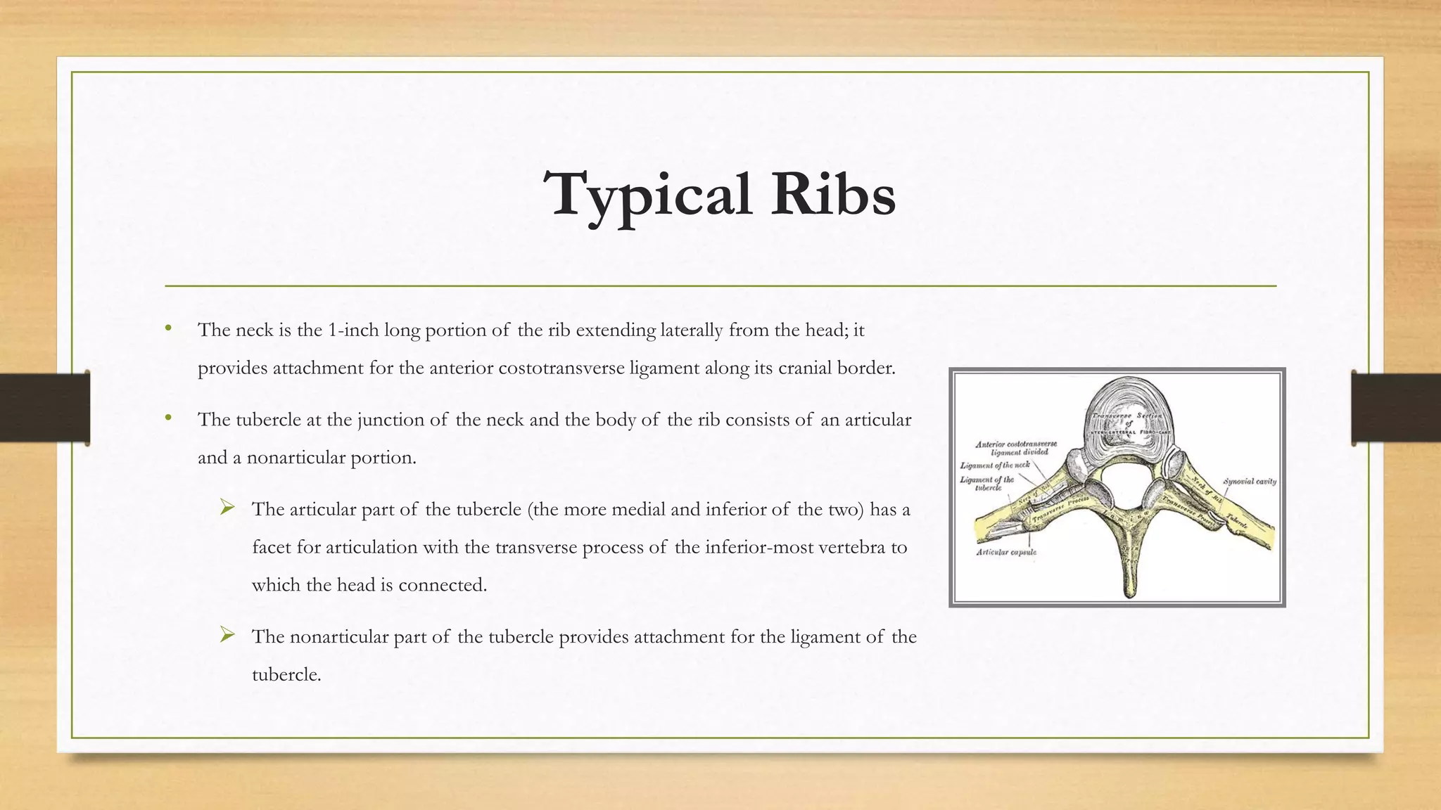 Anatomy of Thorax | PPTX