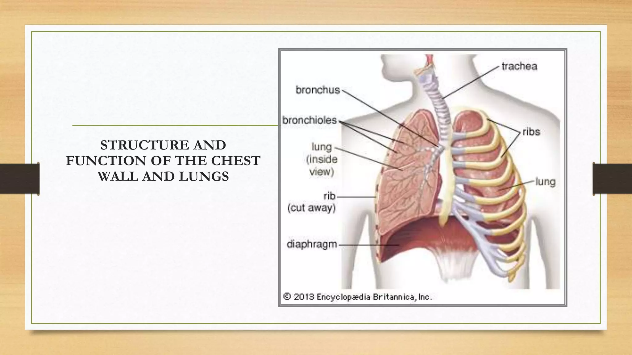 Anatomy of Thorax | PPTX
