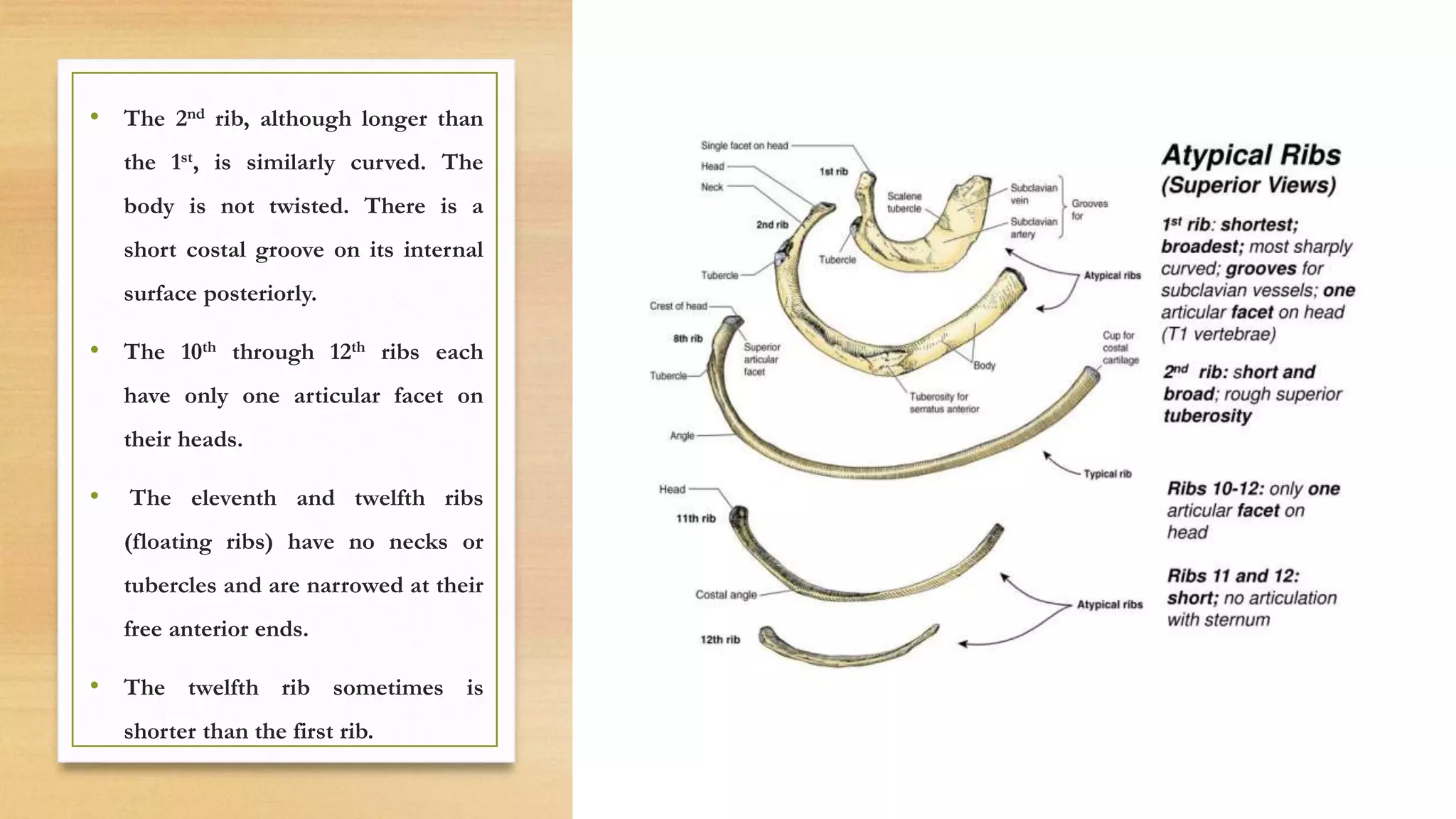 Anatomy of Thorax | PPTX