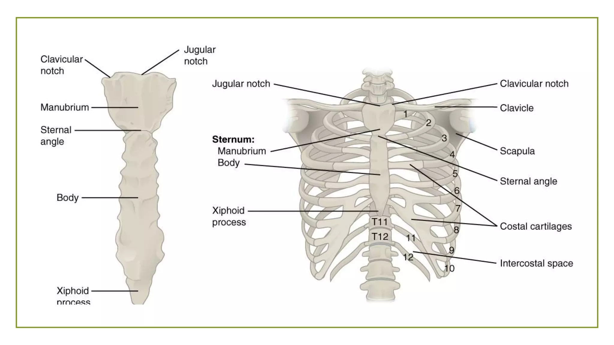 Anatomy of Thorax | PPTX