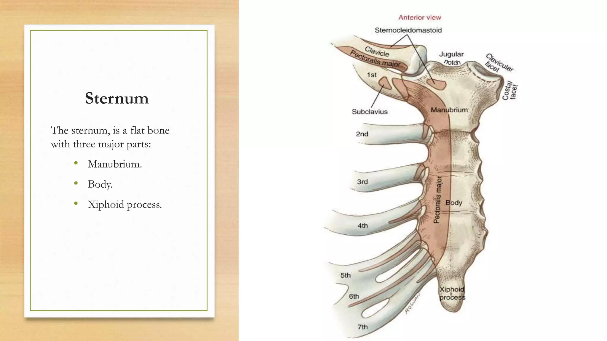 Anatomy of Thorax | PPTX