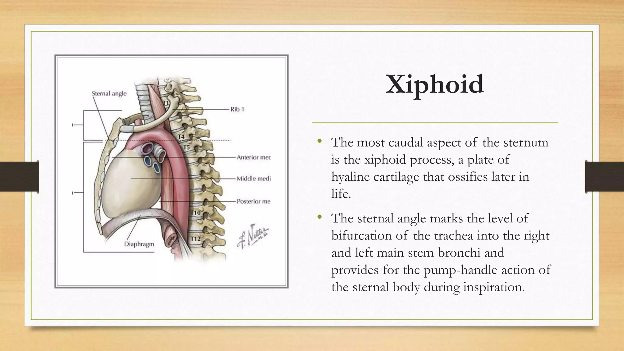 Anatomy of Thorax | PPTX