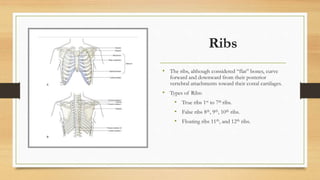 Anatomy of Thorax | PPTX