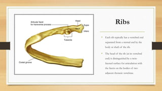 Anatomy of Thorax | PPTX