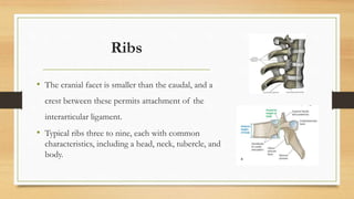 Anatomy of Thorax | PPTX