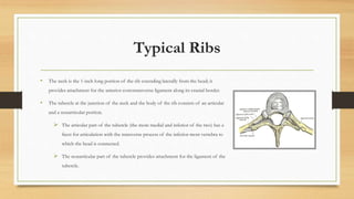 Anatomy of Thorax | PPTX
