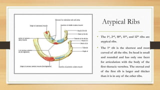 Anatomy of Thorax | PPTX