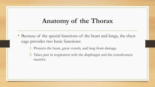 Anatomy of Thorax | PPTX