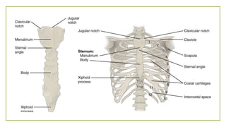 Anatomy of Thorax | PPTX