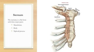 Anatomy of Thorax | PPTX