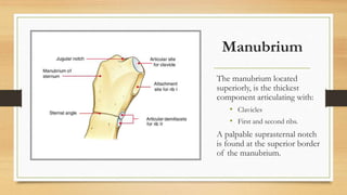 Anatomy of Thorax | PPTX