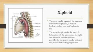 Anatomy of Thorax | PPTX