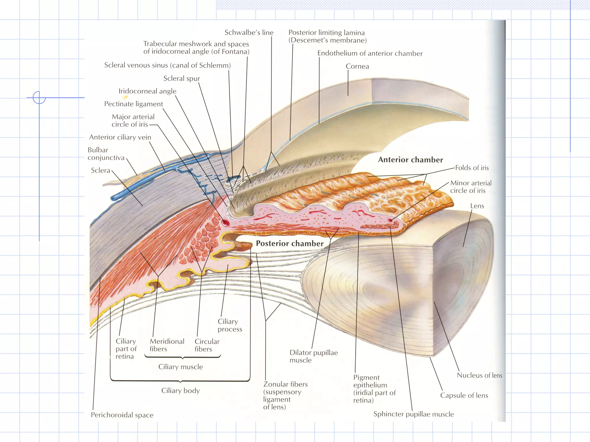 Anatomy of Lens : Ophthalmology | PPT