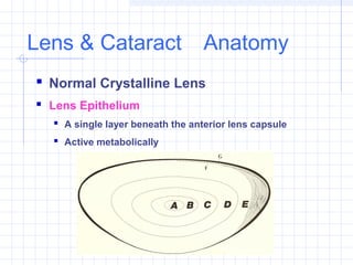 Anatomy of Lens : Ophthalmology | PPT