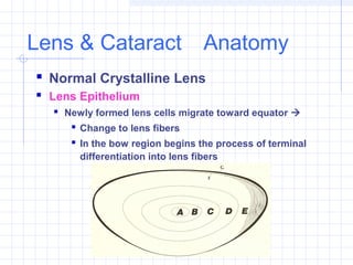 Anatomy of Lens : Ophthalmology | PPT