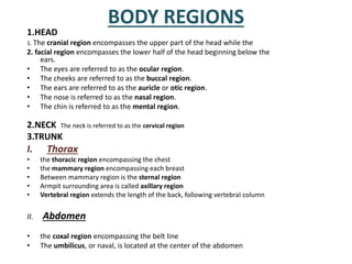 Mental Region Of The Body
