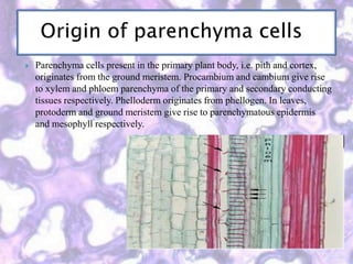 Anatomy | PPTX | Geology | Science