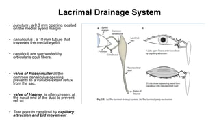 Ocular Anatomy: Introduction | PPTX