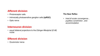 Ocular Anatomy: Introduction | PPTX