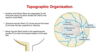 Ocular Anatomy: Introduction | PPTX