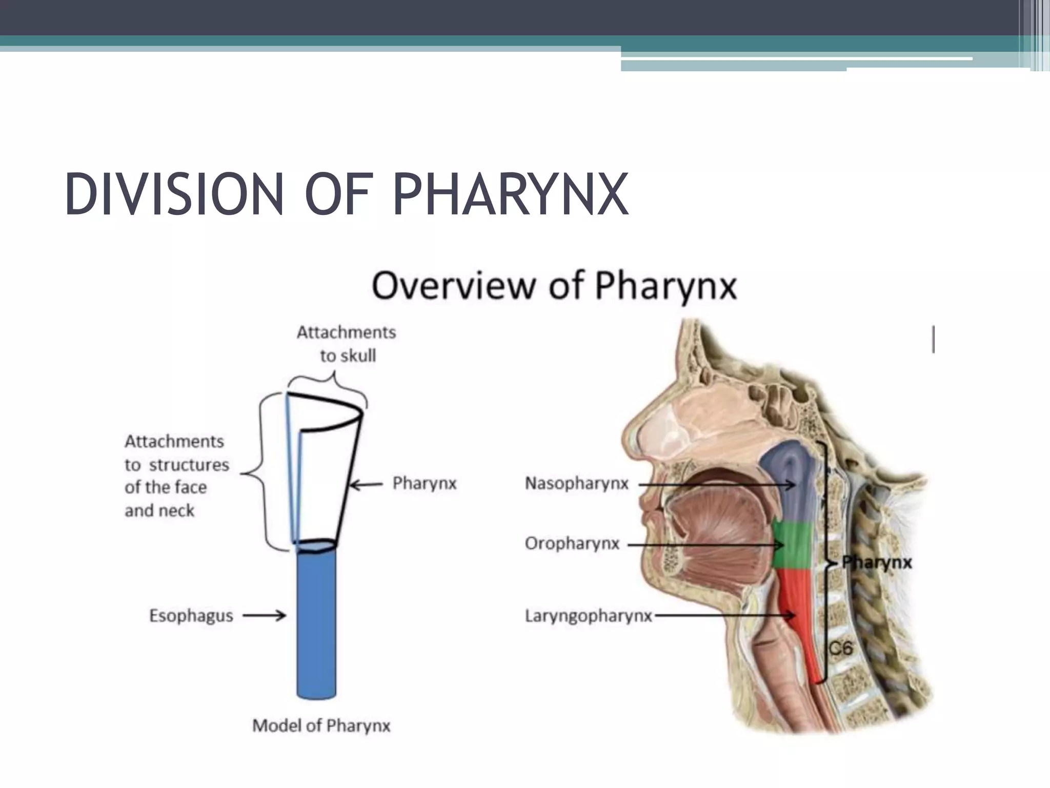 Anatomy of pharynx common symptoms and examination | PPTX