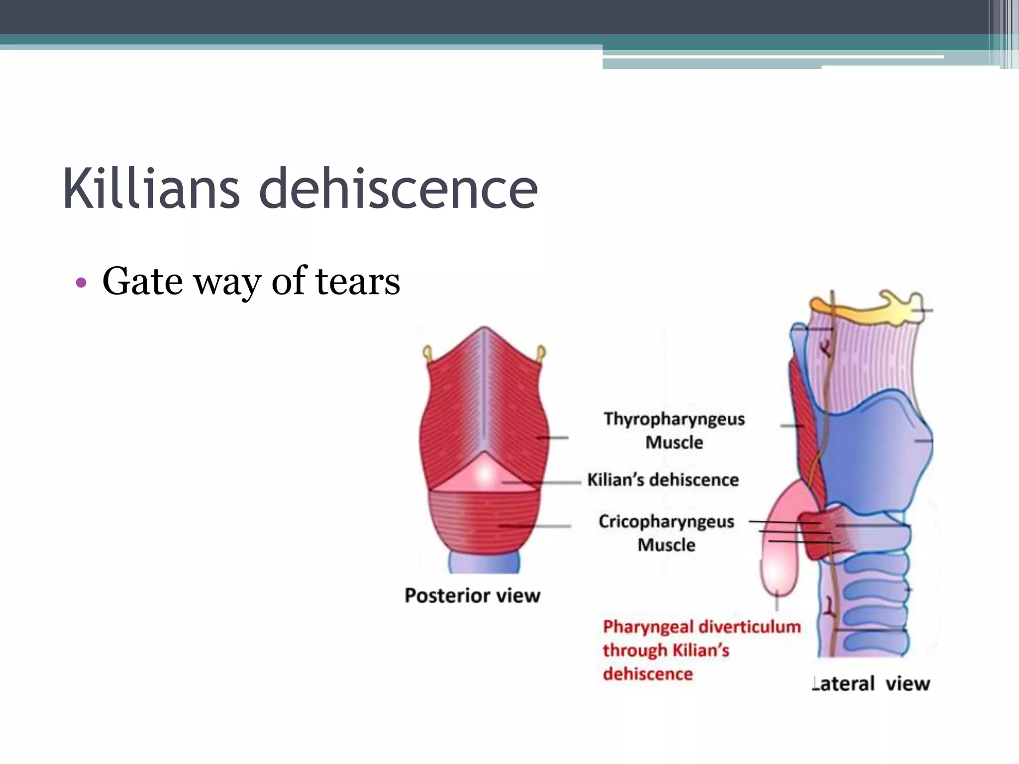 Anatomy of pharynx common symptoms and examination | PPTX