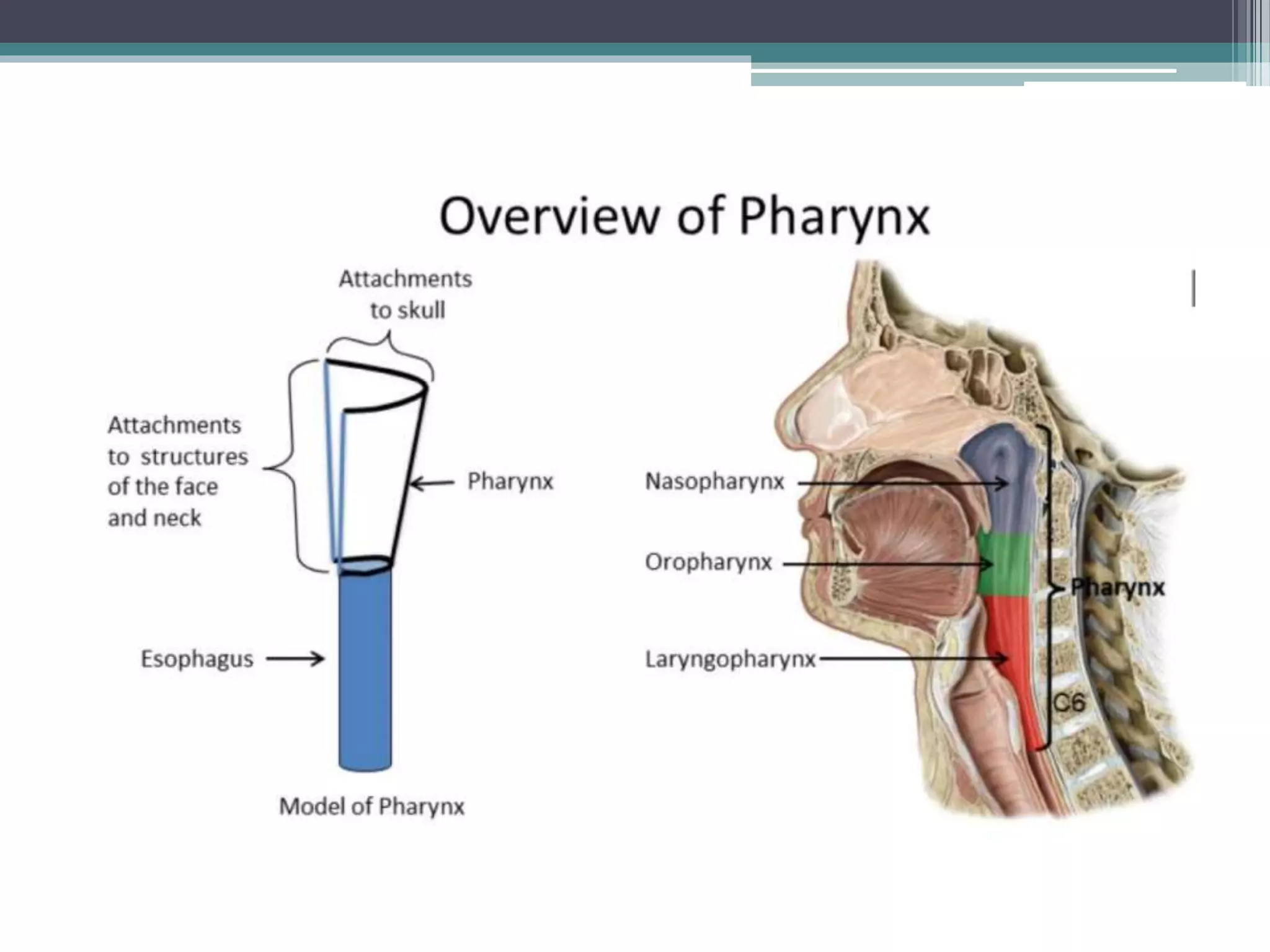 Anatomy of pharynx common symptoms and examination | PPTX
