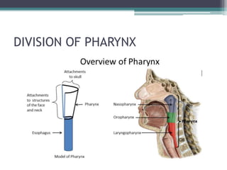 Anatomy of pharynx common symptoms and examination | PPTX