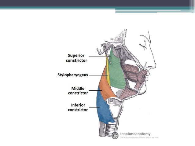 Anatomy of pharynx common symptoms and examination | PPT